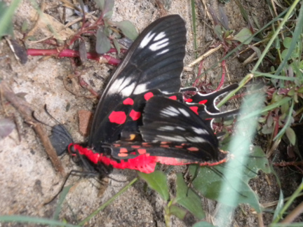 AGRO ECOLOGICAL ENGINEERING - Indian Wildlife Club Ezine - July, 2016