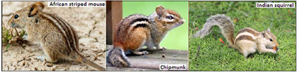 How the squirrel got its stripes - Indian Wildlife Club Ezine ...