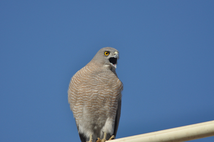 Shikra pairing - Indian Wildlife Club Ezine - April, 2016