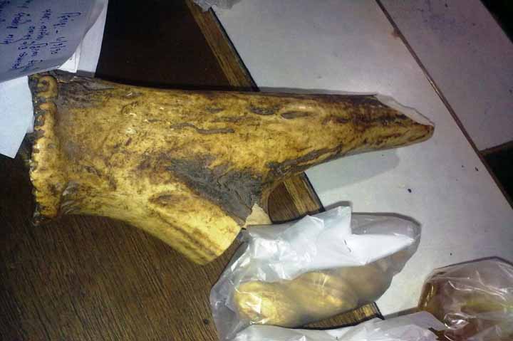 Rescue of Barasingha (swamp deer) Trophies - Indian Wildlife Club Ezine ...