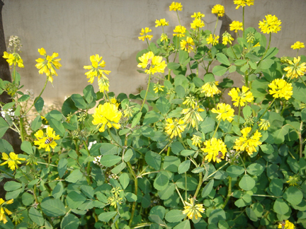 Basic Gardening Course in Gurgaon - Indian Wildlife Club Ezine - July, 2014