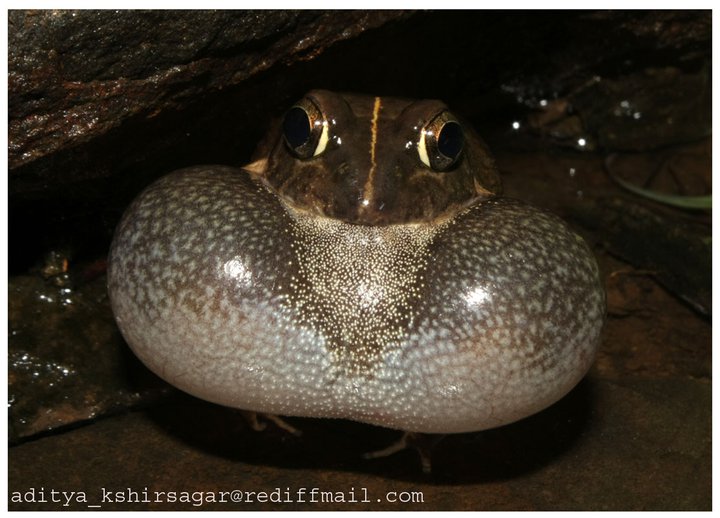 Biodiversity in Pictures - Indian Wildlife Club Ezine - July, 2011