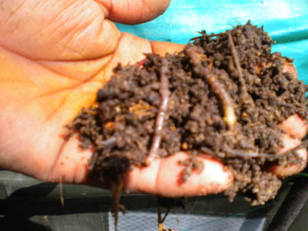 Earthworms – Heroes of Organic Farming - Indian Wildlife Club Ezine ...
