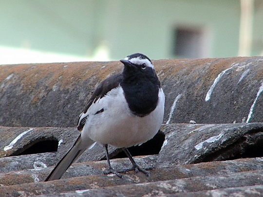 Large Pied Wagtail.( Motacilla madaraspatensis.) - Indian Wildlife Club ...