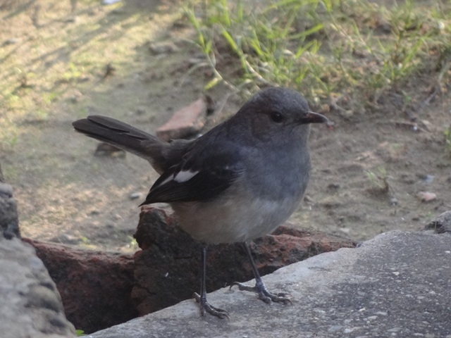 Did You Know ? - Indian Wildlife Club Ezine - February, 2018